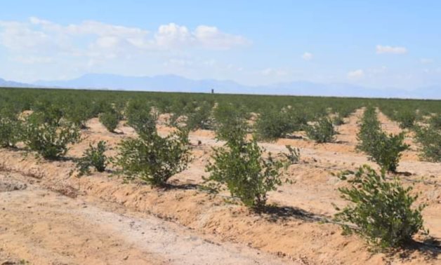 Egyptian Electricity Holding Company – Upper Egypt Electricity ...