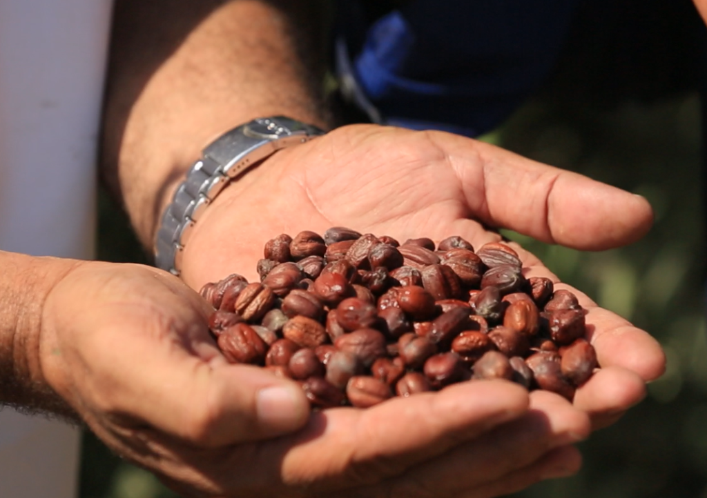 Seeds - MK-Group